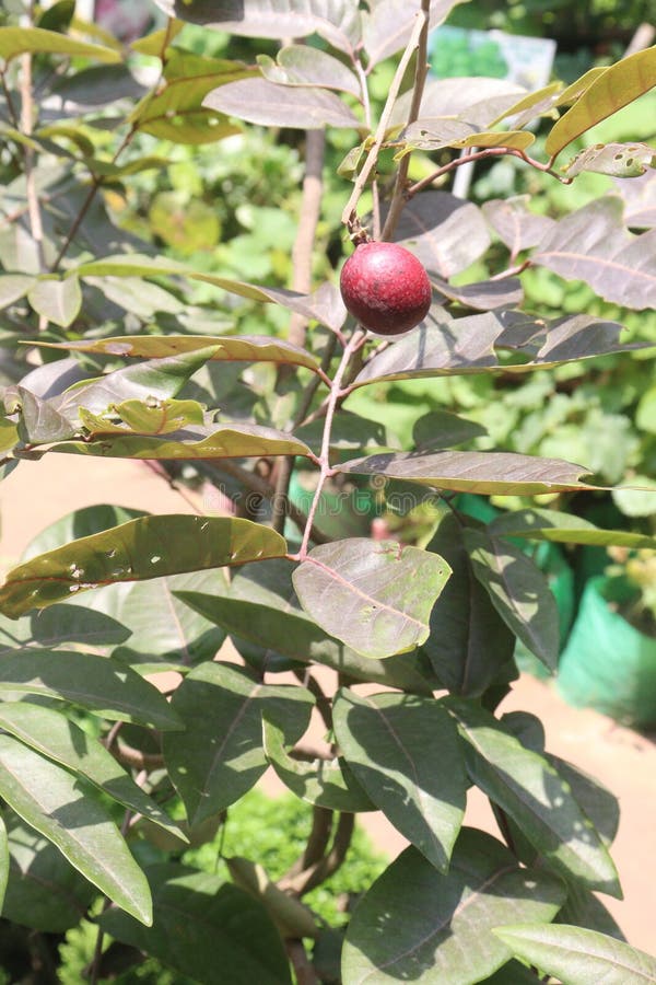 Ruby Longan Tree Plant in Farm Stock Photo - Image of tropical, small ...