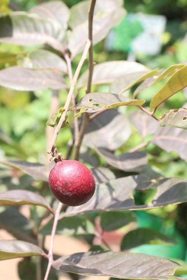 Ruby Longan Tree Plant in Farm Stock Image - Image of exotic, crop ...