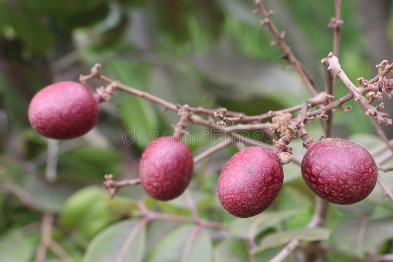 Ruby Longan Tree Plant in Farm Stock Image - Image of siam, farm: 394937637