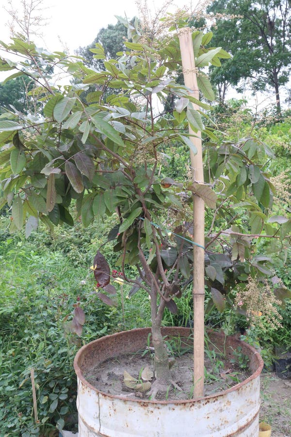 Ruby Longan Tree Plant in Farm Stock Image - Image of crop, nourishment ...