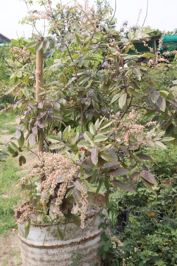 Ruby Longan Tree Plant in Farm Stock Photo - Image of farm, thai: 334458454
