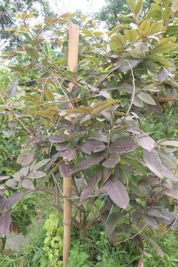 Ruby Longan Tree Plant in Farm Stock Image - Image of nourishment ...