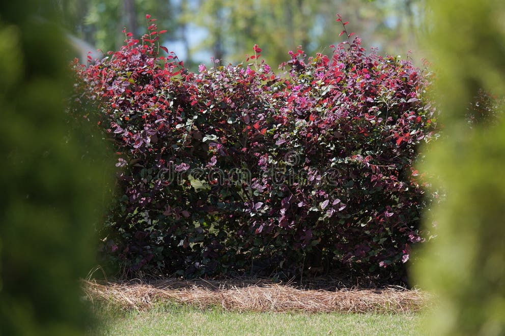 Closeup Ruby Loropetalum Shrubs in Bloom Stock Photo - Image of chinese ...