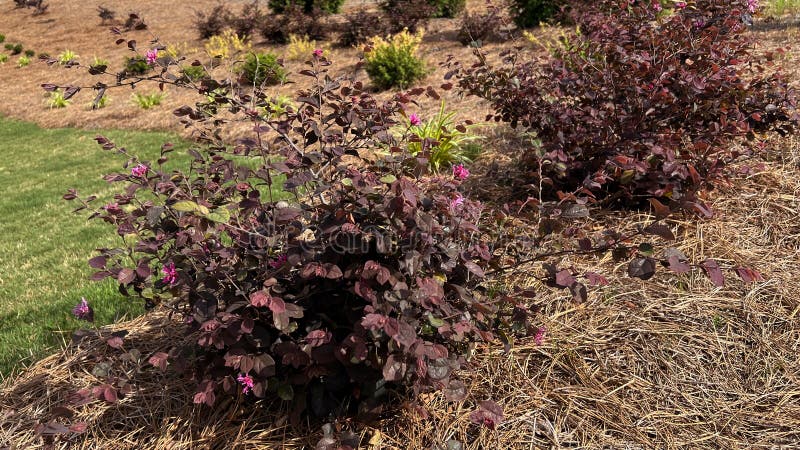 Closeup of Ruby Loropetalum Shrubs Stock Photo - Image of landscape ...