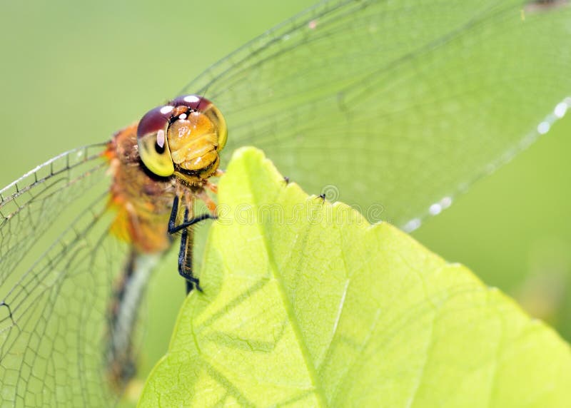 Ruby Meadowhawk stock photo. Image of macro, animal, horizontal - 15344980