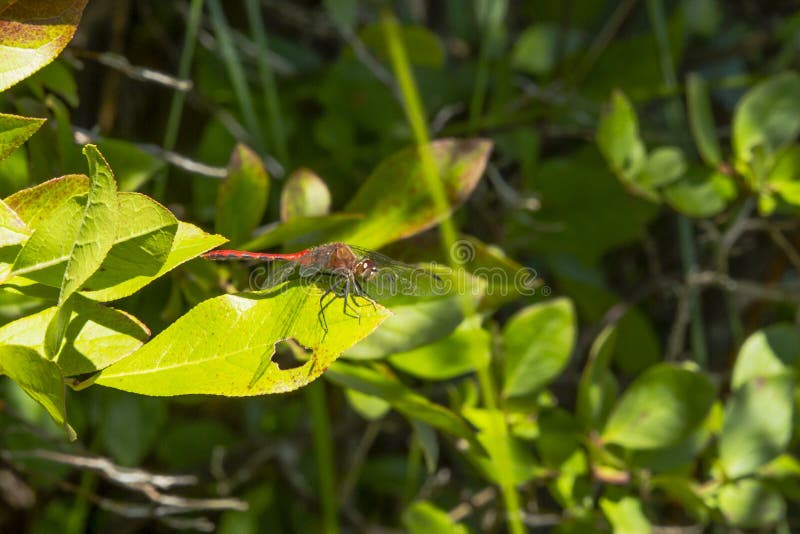 Ruby Meadowhawk Dragonfly on Green Leaf Stock Image - Image of sitting ...