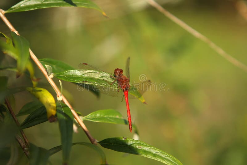 Ruby Meadowhawk Dragonfly Male Stock Image - Image of beautiful ...