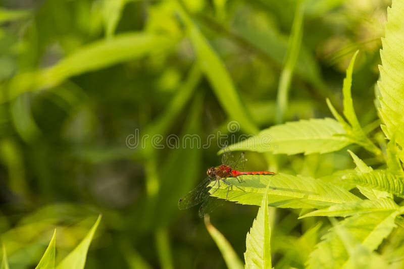 Ruby Meadowhawk Dragonfly Pausing on Leaf Stock Photo - Image of ...