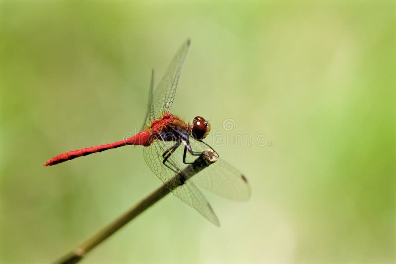 Ruby Meadowhawk Dragonfly 815373 Stock Photo - Image of forward ...