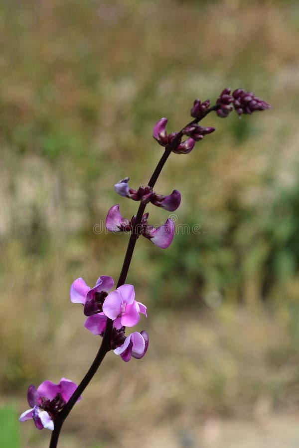 Ruby Moon Hyacinth Bean stock image. Image of ruby, plant - 120631441