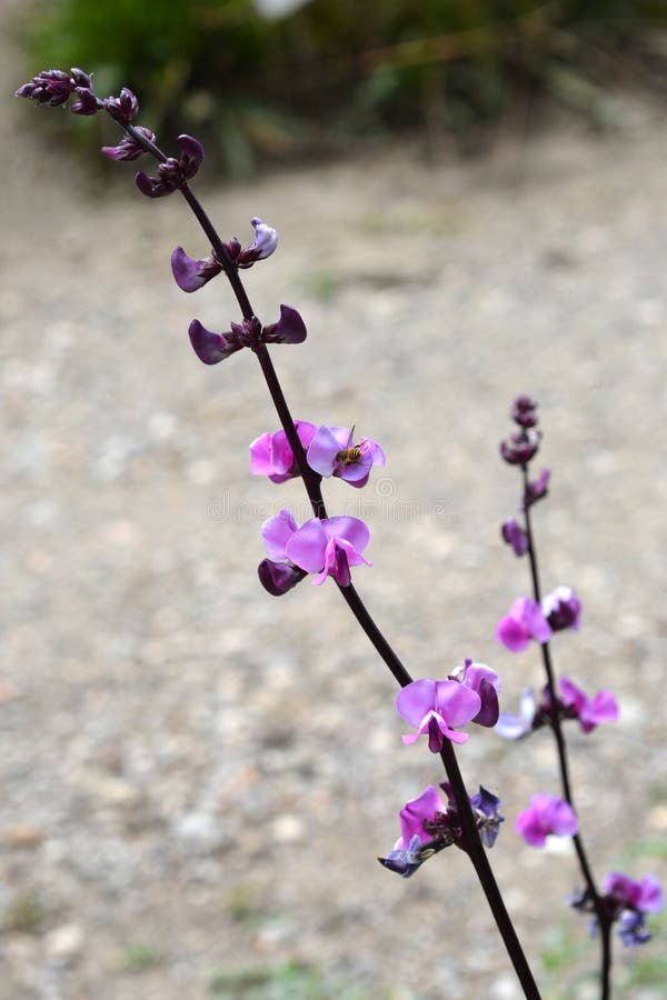 Ruby Moon Hyacinth Bean stock image. Image of summer - 121509509
