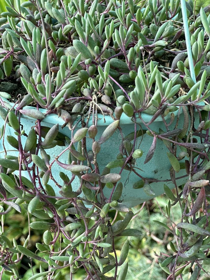 Ruby Necklace Othonna Capensis Succulent Closeup View Stock Image ...