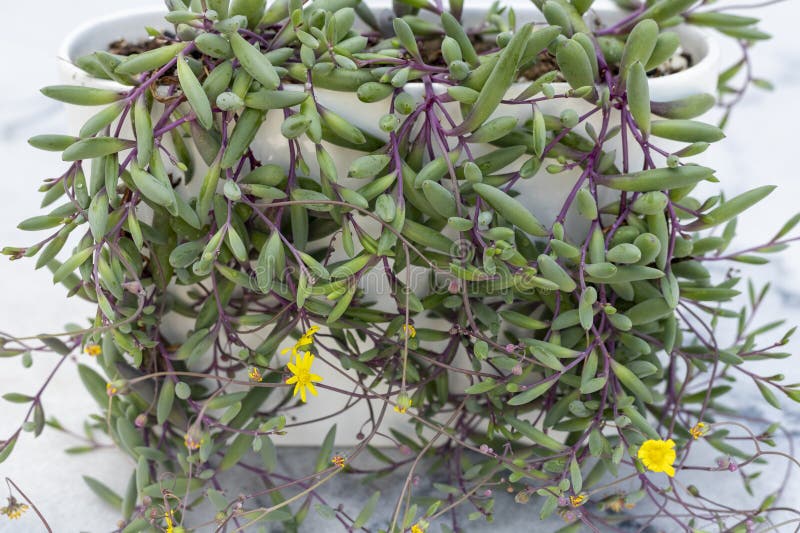 Ruby Necklace Succulent Trailing Plants Closeup Stock Photo - Image of ...