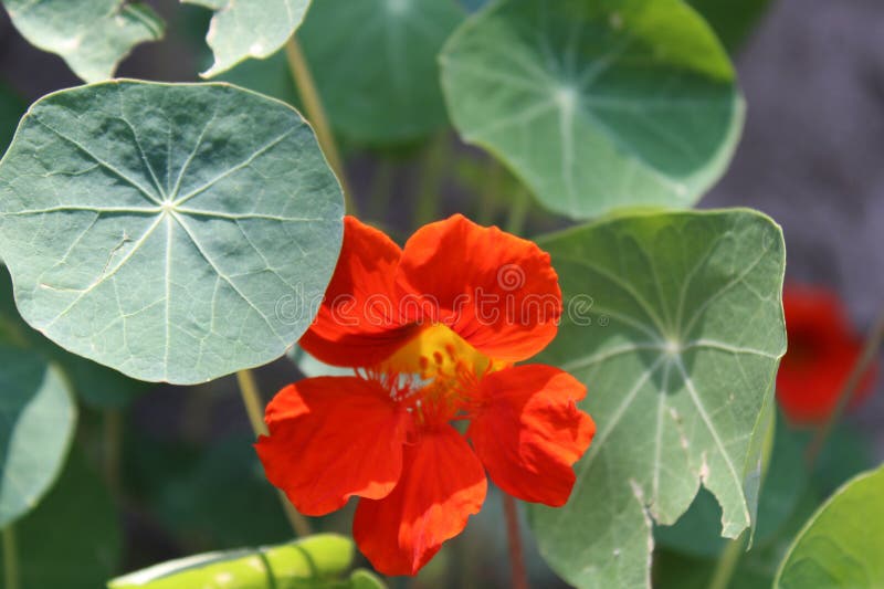 Ruby Red Aster Flower in Full Bloom. Stock Photo - Image of bloom ...