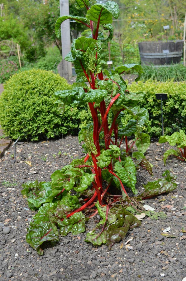 Ruby red chard stock photo. Image of growing, ruby, vegetable - 53746294