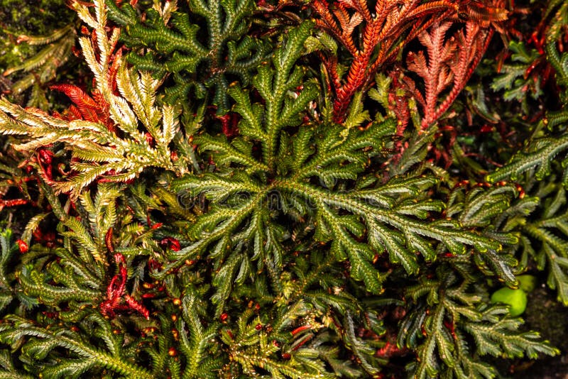 Club-moss stock photo. Image of holiday, growth, winter - 17244656