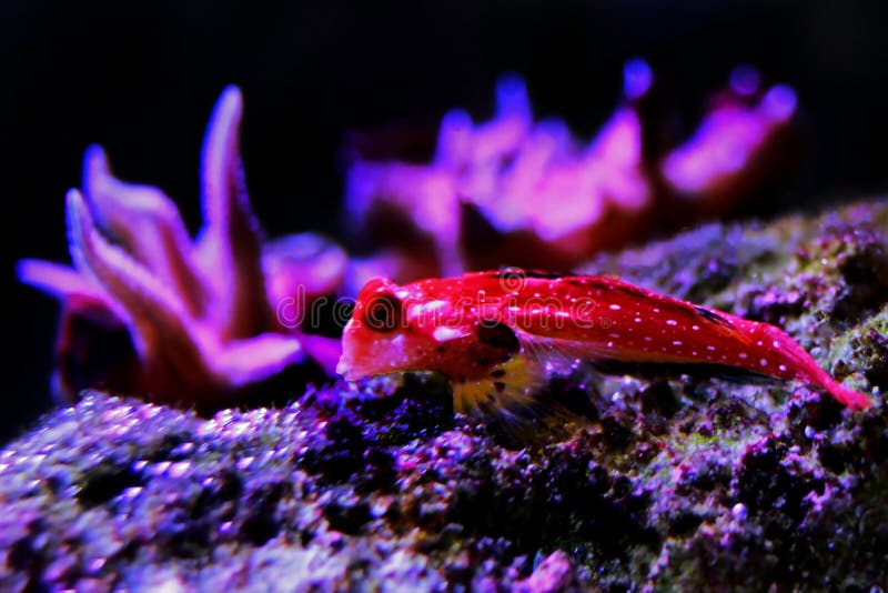 Ruby Red Dragonet - Synchiropus Sycorax Stock Image - Image of living ...