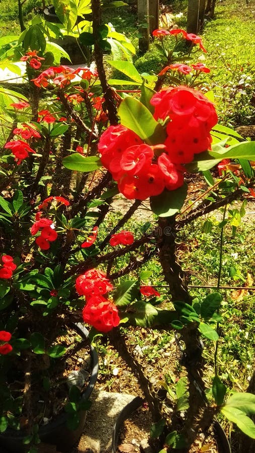 Ruby Red Flower, Beautiful and Beautiful Stock Image - Image of petal ...