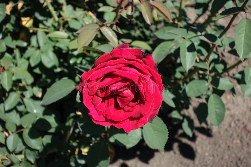 Ruby red flower of rose stock photo. Image of florescence - 120550992