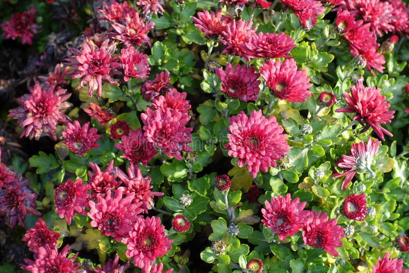 Ruby Red Flowers of Chrysanthemum Stock Image - Image of dark, fall ...