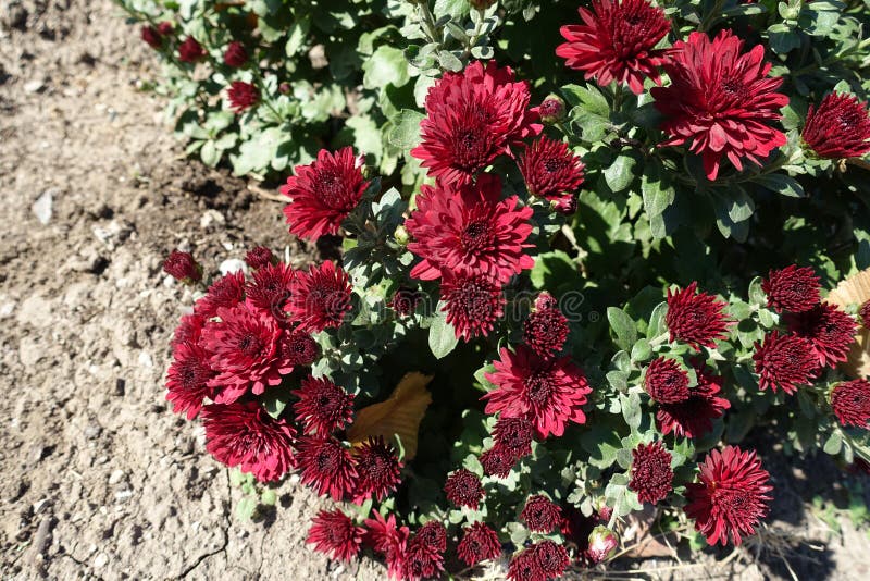 Ruby Red Flowers of Chrysanthemum Stock Image - Image of flora ...
