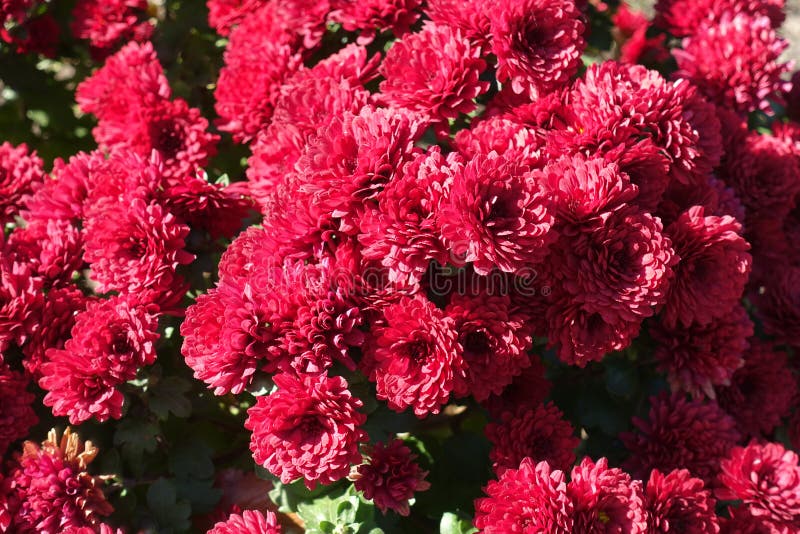 Dark Ruby Artificial Suede from Above Stock Image - Image of backdrop ...