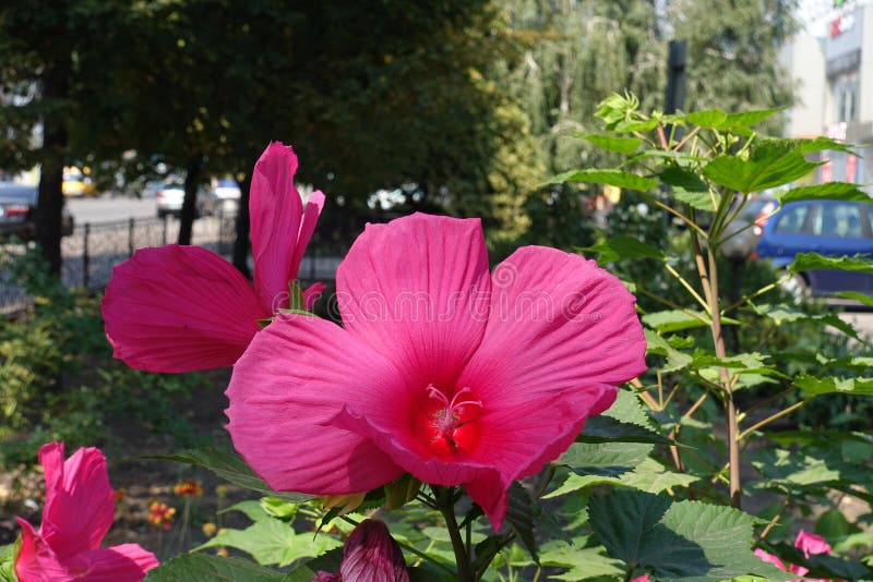 Ruby Red Flowers of Hibiscus Moscheutos Stock Photo - Image of bright ...