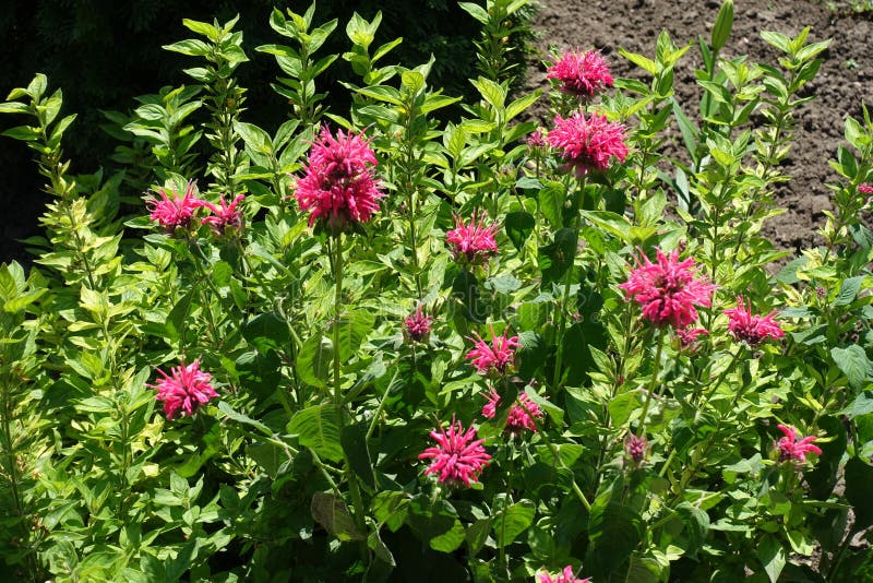 Ruby Red Flowers of Monarda in June Stock Photo - Image of flowers ...
