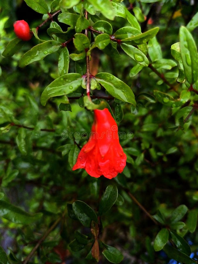 Ruby Red Fruit Flower | Buah Merah Delima Stock Image - Image of ...