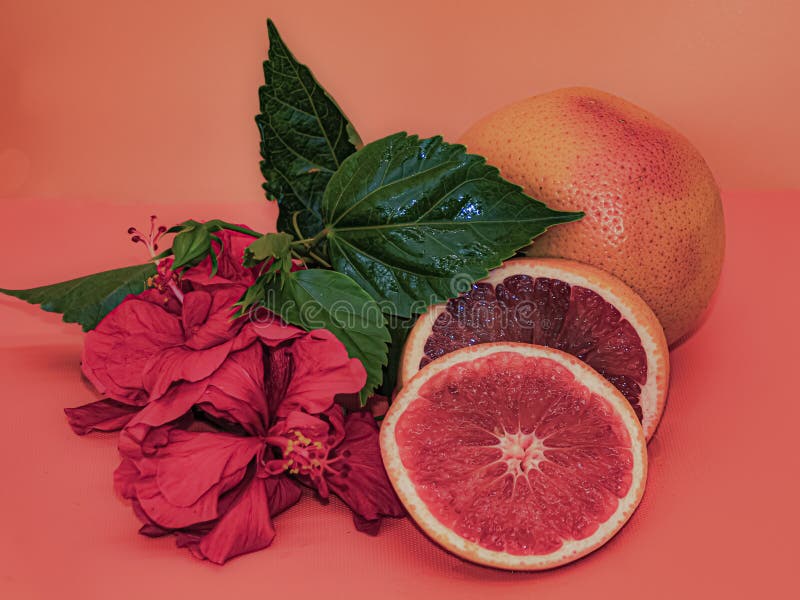 Ruby Red hibiscus stock photo. Image of flower, ruby - 277468488