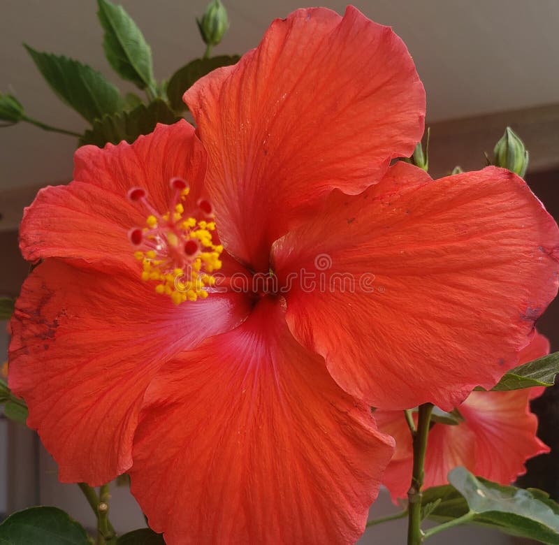 Ruby Red hibiscus stock photo. Image of flower, ruby - 277468488