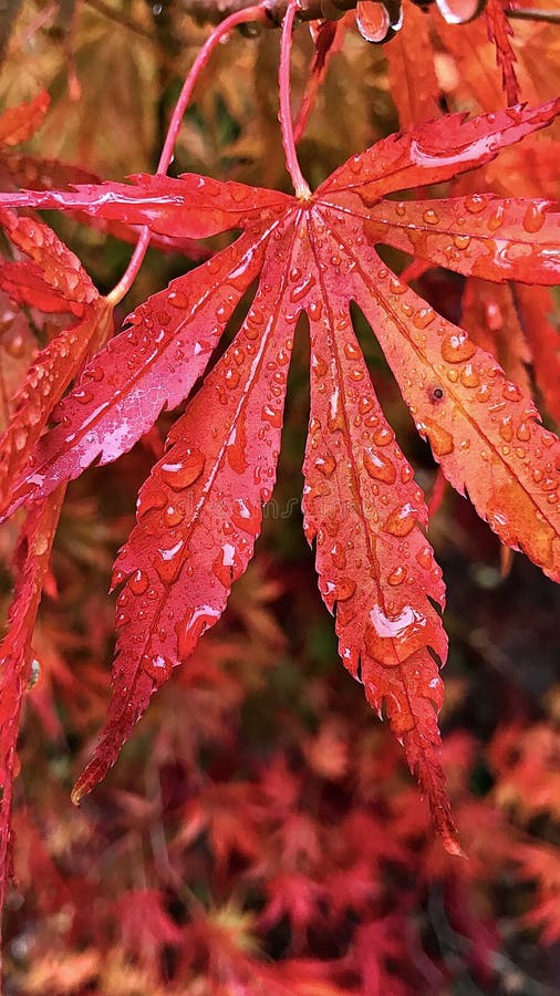 Ruby Red Japanese Maple Leaf Stock Photos - Free & Royalty-Free Stock ...