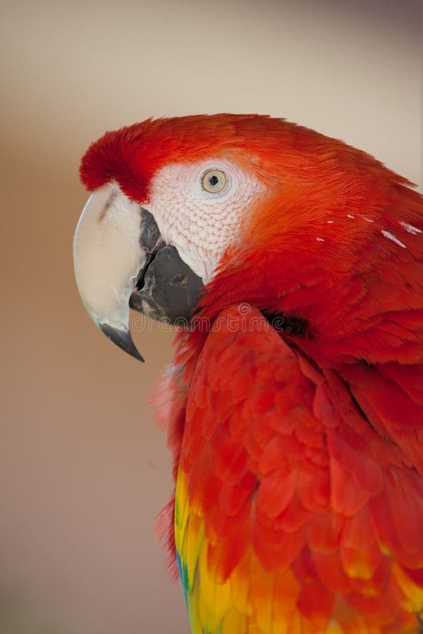 Ruby Macaw Stock Photos - Free & Royalty-Free Stock Photos from Dreamstime
