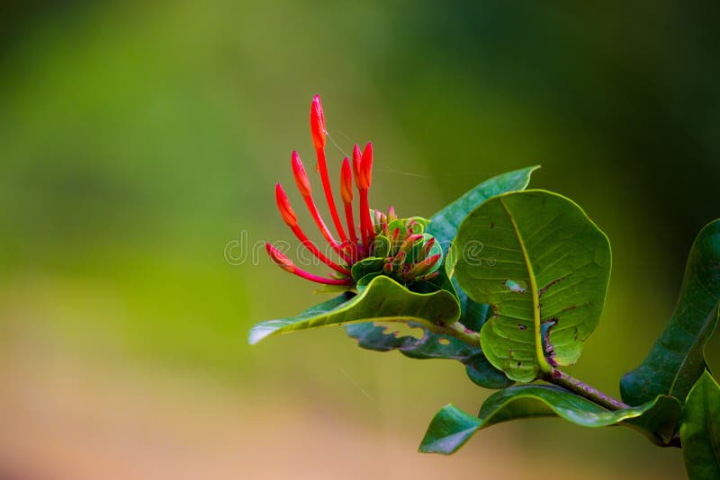 Ruby Red Pentas foto de archivo. Imagen de estrella - 122747124