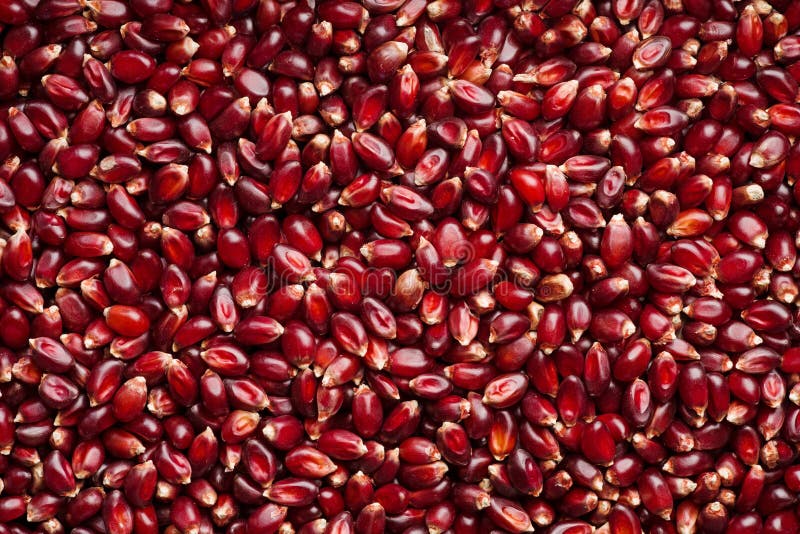 Everta Corn Stock Photos - Free & Royalty-Free Stock Photos from Dreamstime