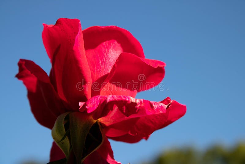 Ruby red rose stock photo. Image of bouquet, plant, peony - 233930582