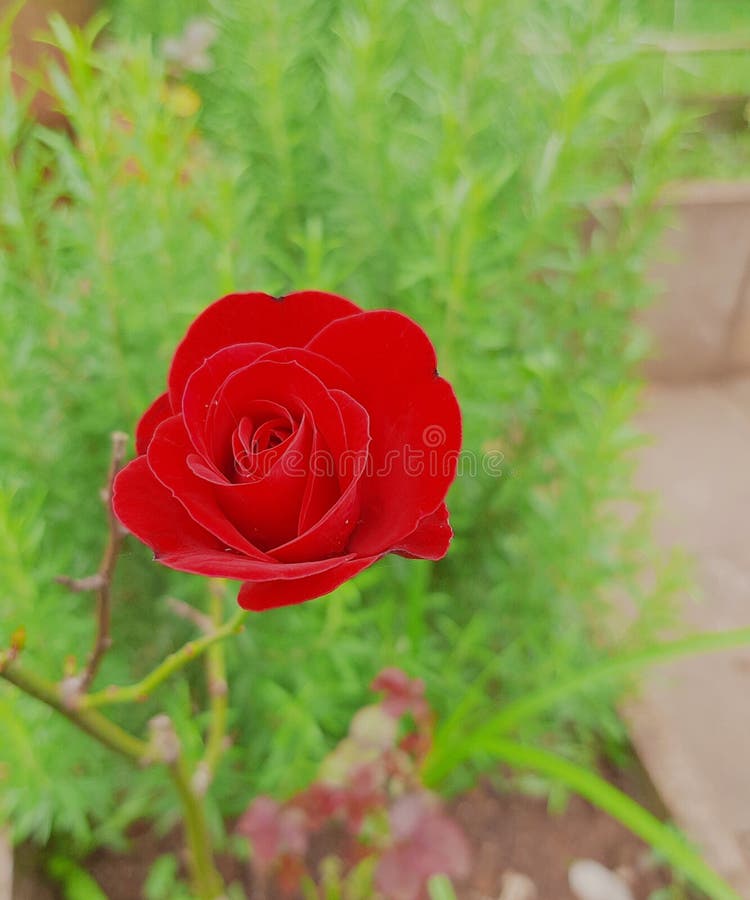 Ruby Red Rose Against Rosemary Stock Image - Image of rose, pink: 207319387