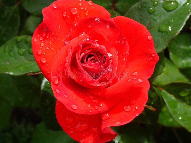 A Ruby Red Rose stock image. Image of flowers, garden - 100761013