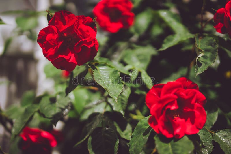 Ruby Red Roses Buds with Green Foliage. Lueneburg, Germany Stock Image ...