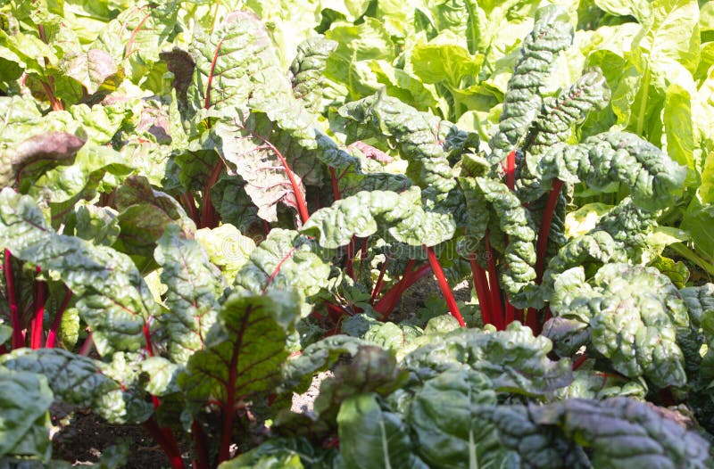 Ruby Red Swiss Chard in Vegetable Patch Stock Image - Image of beta ...
