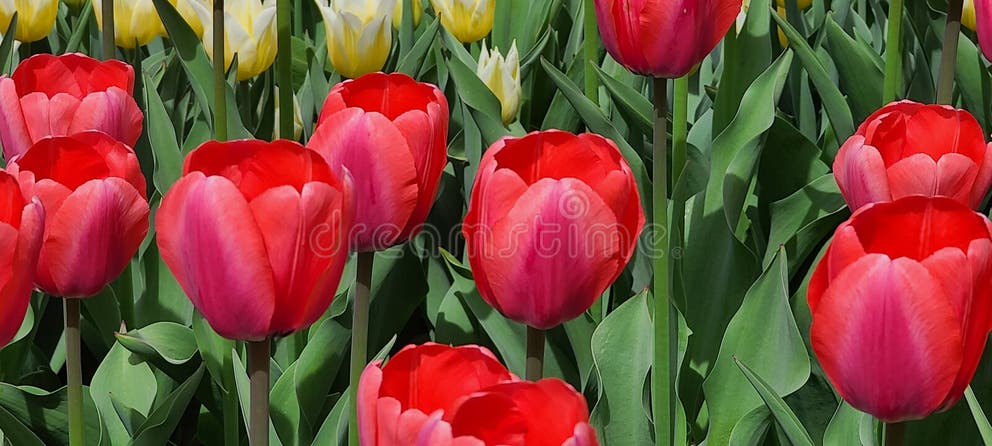 Ruby red tulips stock image. Image of yellow, wildflower - 247864323