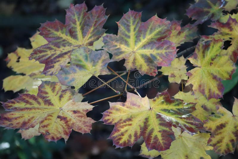 Ruby red and Yellow stock image. Image of unusual, autumn - 294614079