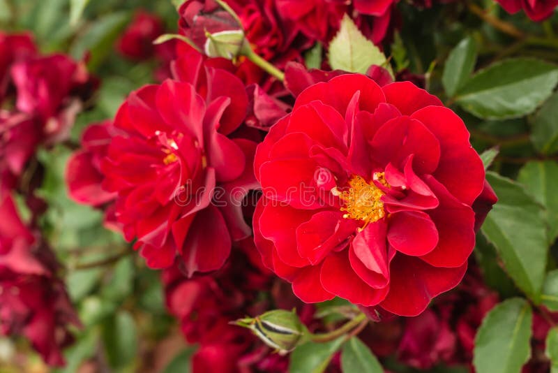 Ruby Ice Floribunda Rose at the Fort Worth Botanic Garden in Texas ...