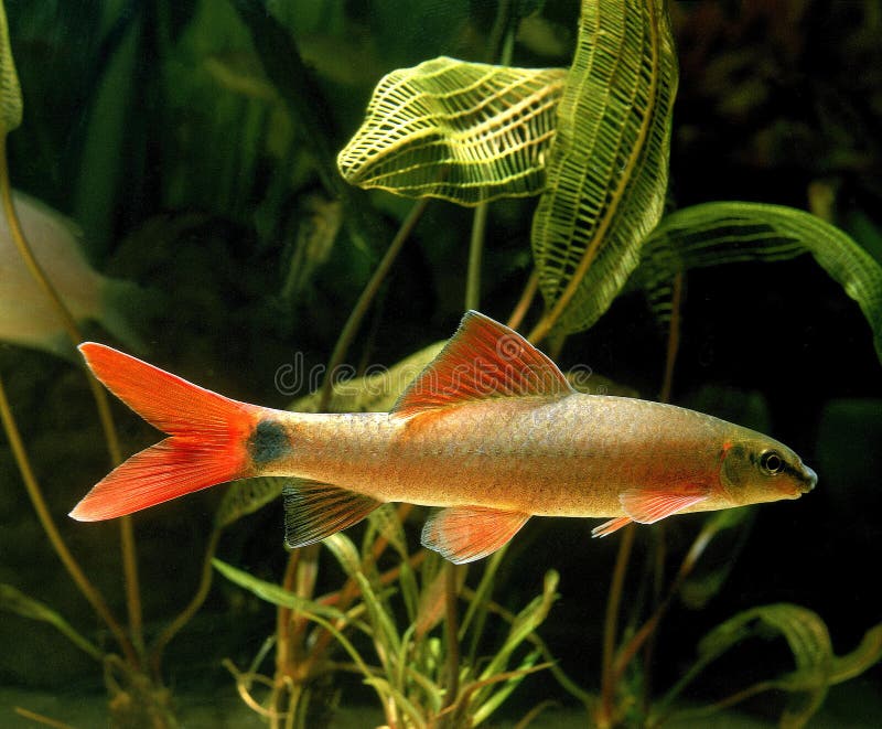 Ruby Shark Stock Photos - Free & Royalty-Free Stock Photos from Dreamstime