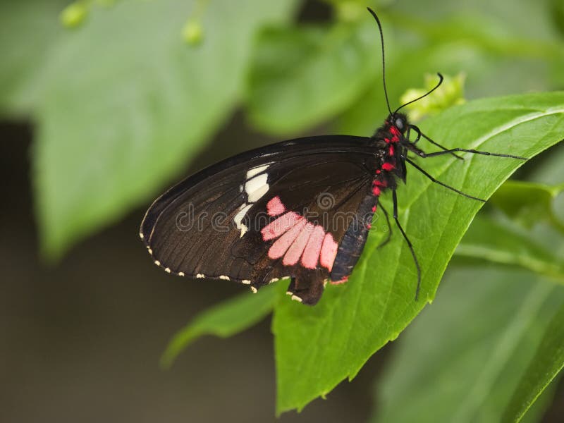 Ruby Spotted Swallowtail Butterfly, Insects, Natural, Nature. Stock ...
