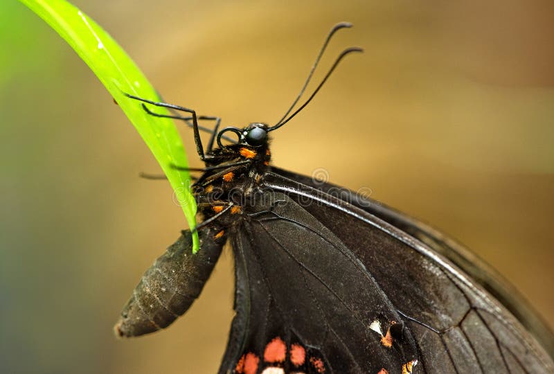 Ruby Spotted Swallowtail Butterfly, Insects, Natural, Nature. Stock ...
