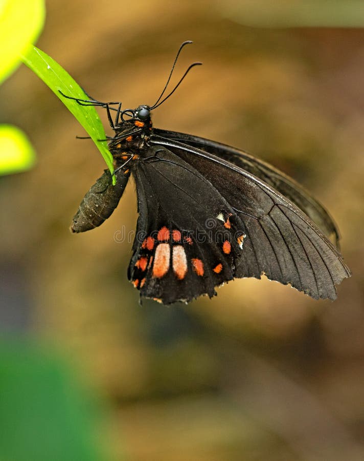 Ruby Spotted Swallowtail Butterfly, Insects, Natural, Nature. Stock ...