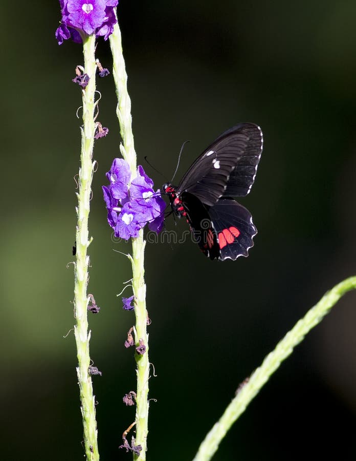 Ruby Spotted Swallowtail Butterfly, Insects, Natural, Nature. Stock ...