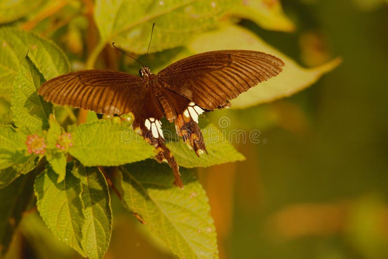 Ruby Spotted Swallowtail Butterfly, Insects, Natural, Nature. Stock ...