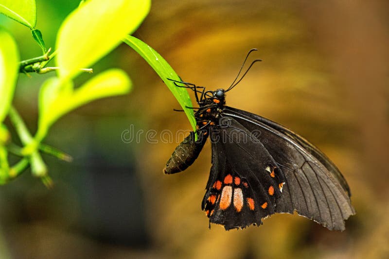 Ruby Spotted Swallowtail Butterfly, Insects, Natural, Nature. Stock ...